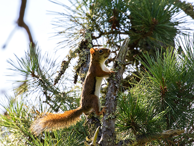 Winter transforms Nickerson's trails into a snow globe come to life, where silence is broken only by the crunch of boots on fresh powder.
