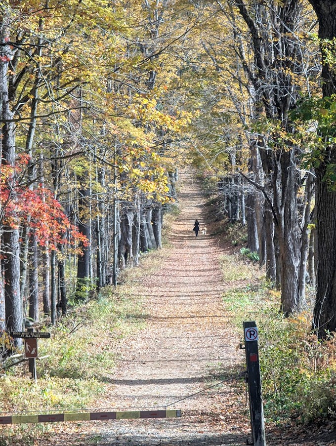 The tree-lined avenue at Moore State Park makes social distancing feel like a privilege rather than a requirement. Nature was doing "personal space" before it was trendy.