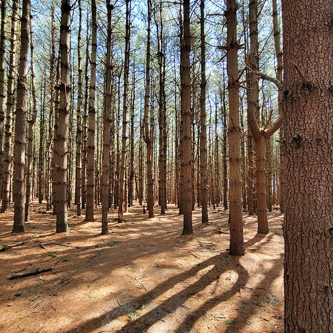 Pine forests create that cathedral-like atmosphere where even the most talkative hikers suddenly become contemplative and surprisingly quiet.