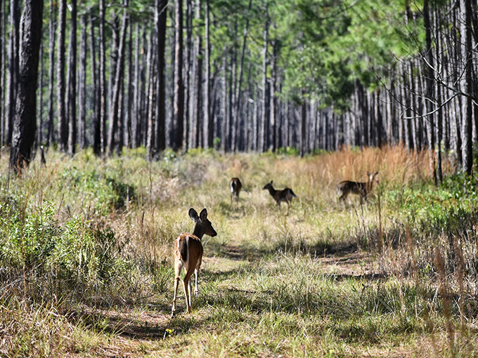 Deer me, what a sight! These graceful creatures remind us that the best wildlife encounters happen when you least expect them.