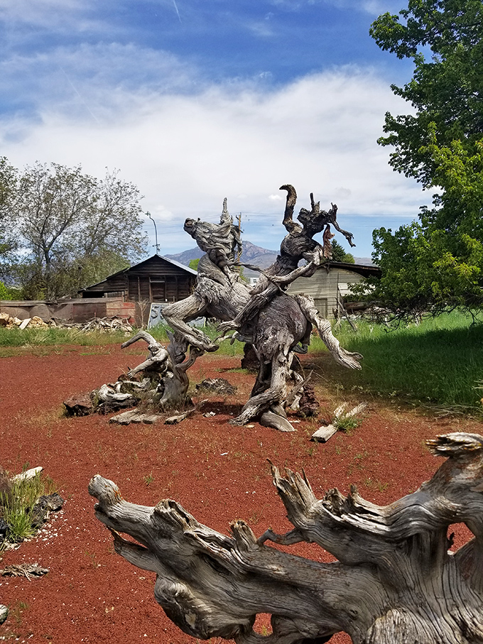 Twisted driftwood sculptures emerge from red soil like dancers frozen mid-performance&mdash;nature's art gallery requires no admission fee.