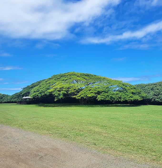 This magnificent monkeypod tree doesn't just provide shade&mdash;it's nature's umbrella, community center, and living sculpture all rolled into one leafy masterpiece.