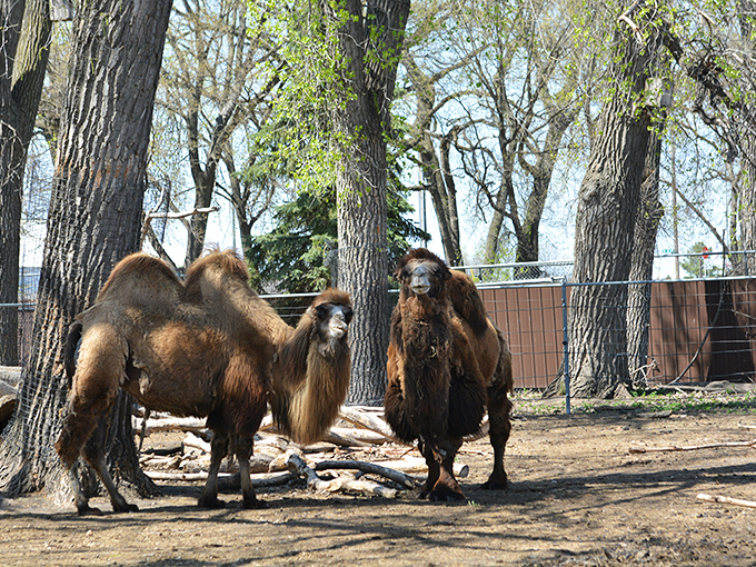 Bramble Park Zoo's Bactrian camels seem to be sharing gossip about zoo visitors. These two-humped conversationalists bring exotic charm to South Dakota.