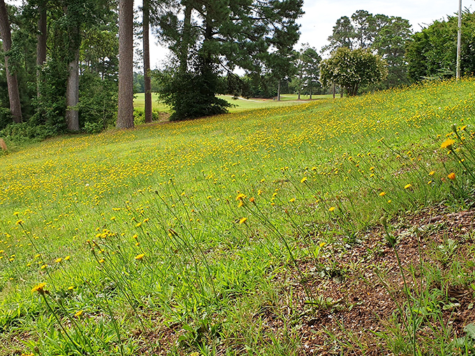 Rolling hills dotted with wildflowers create a natural tapestry at the edge of town. Mother Nature showing off her talent for casual elegance.