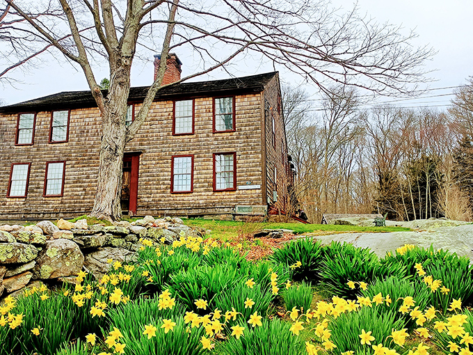 Spring announces itself with golden daffodils at the historic Denison Homestead, where Connecticut's past blooms into the present.