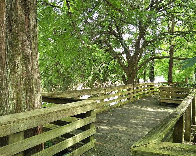 A wooden walkway meanders through ancient oaks draped in Spanish moss—nature's version of a meditation app, b