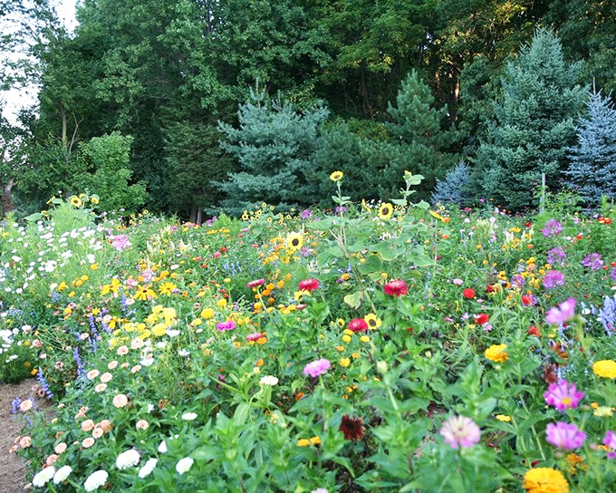 The cutting garden bursts with wildflower exuberance against a backdrop of evergreens. Nature's color palette on full, magnificent display.
