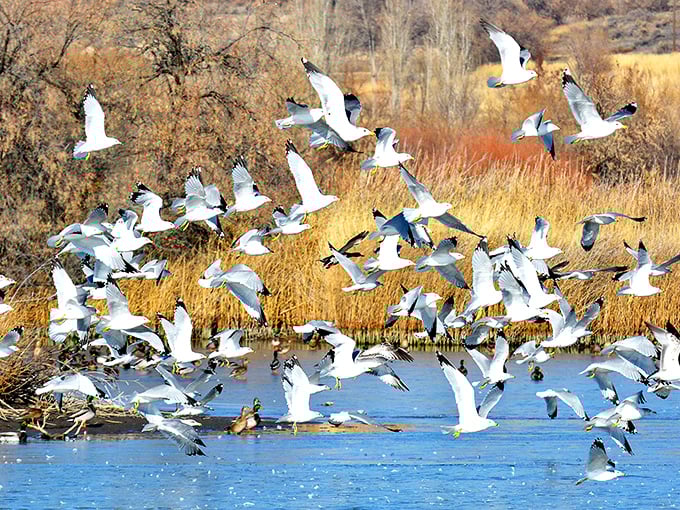 When snow geese take flight at Hagerman Wildlife Management Area, even the most dedicated smartphone addicts pause to witness nature's choreography.