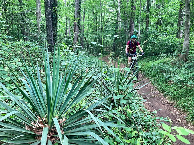 Mountain biking trails wind through Hickory's forests like nature's roller coaster, offering thrills that no theme park could engineer.