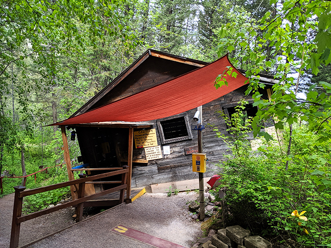 The weathered House of Mystery cabin looks like it holds secrets older than the surrounding pines.