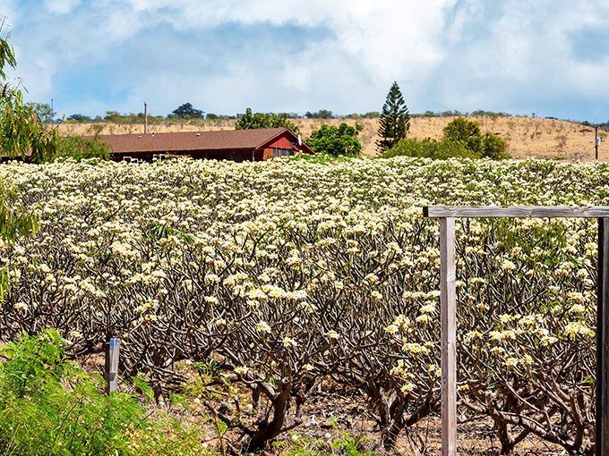 Molokai's plumeria fields bloom in spectacular abundance, perfuming the air with the sweet scent of aloha.