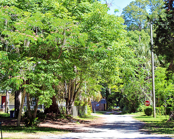 Sunlight filters through a green canopy onto a quiet side street &ndash; Micanopy's residential areas are as charming as its commercial district.