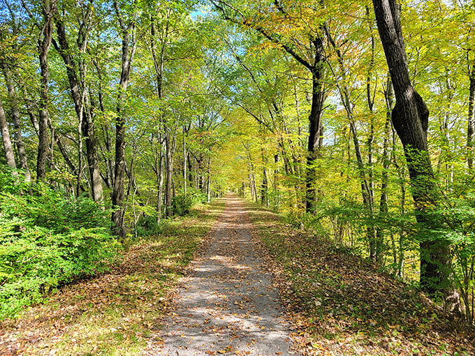 Dappled sunlight filters through the canopy on this inviting trail in Naugatuck. A reminder that some of life's greatest pleasures&mdash;like a peaceful walk in the woods&mdash;remain absolutely free.