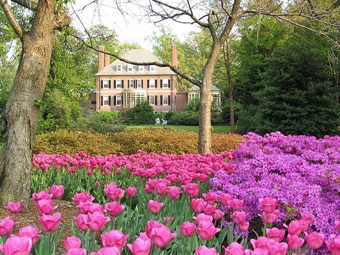 Sherwood Gardens explodes with tulips each spring like Mother Nature's fireworks. This hidden gem in Guilford neighborhood proves Baltimore knows how to dress for spring.