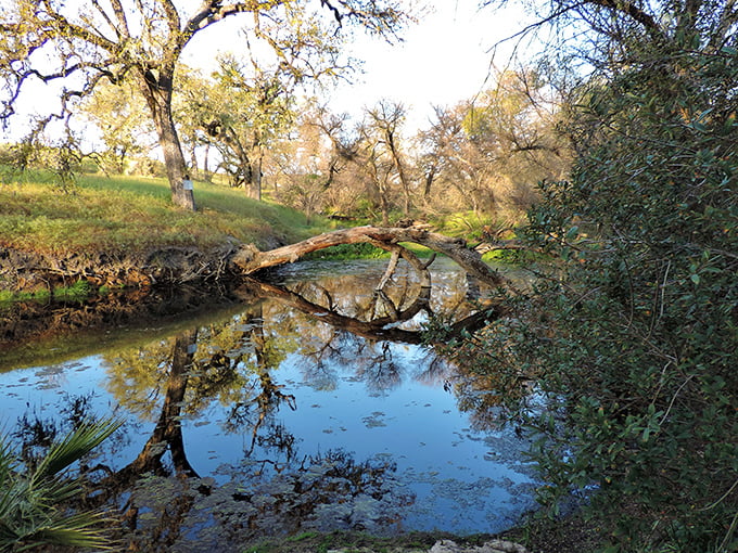 A tranquil pond reflects the surrounding trees, offering peaceful moments that social media scrolling could never replicate.