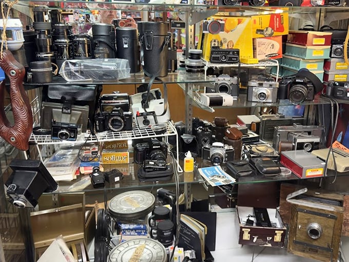 Vintage cameras that captured countless memories before digital existed, now ready to become conversation pieces in your living room.