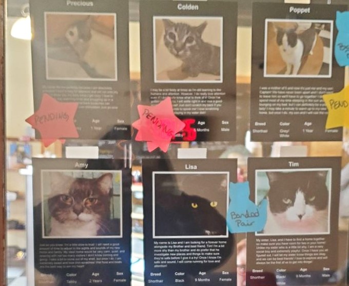The adoption wall showcases current residents seeking forever homes, with celebratory stars marking successful matches and happy endings.