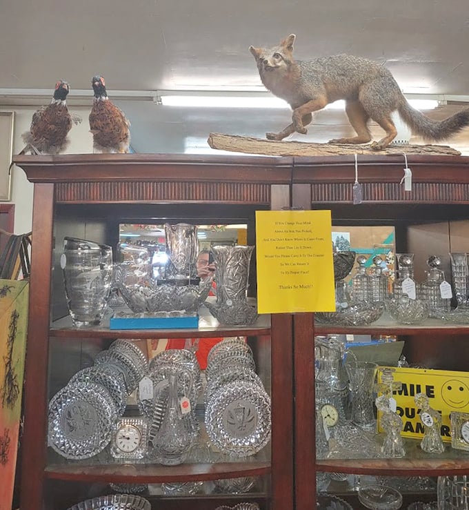 Taxidermy meets crystal in this cabinet of curiosities. Those preserved creatures seem to be keeping watch over a collection of cut glass treasures below.