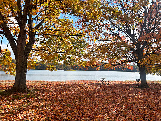 Autumn's golden frame around this picnic spot transforms an ordinary lunch into a scene worthy of a calendar. Sandwich taste improvement: 100%.
