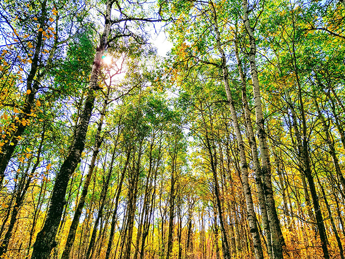 Fall paints these trees in shades that would make a box of crayons jealous—nature's way of showing off before winter's monochrome takeover.