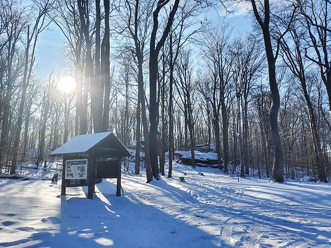 Winter transforms familiar paths into magical wonderlands. The sun's golden rays cutting through snow-laden trees create a scene worthy of Narnia's eternal winter.