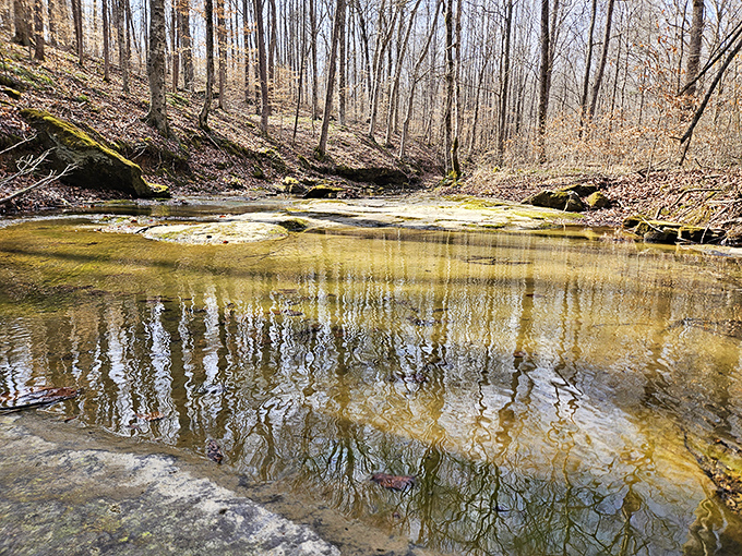 Golden reflections dance across this tranquil woodland stream. Mother Nature's version of a meditation app, but infinitely more effective.