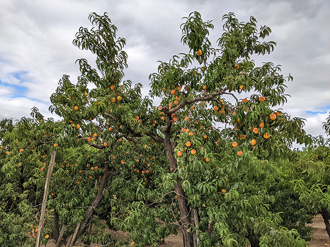 Peach trees heavy with fruit &ndash; nature's way of saying "I made these just for you!"