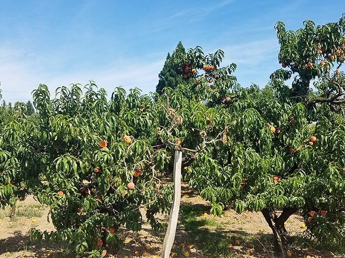 Sunlight filtering through the orchard creates a magical glow on these perfect peaches.
