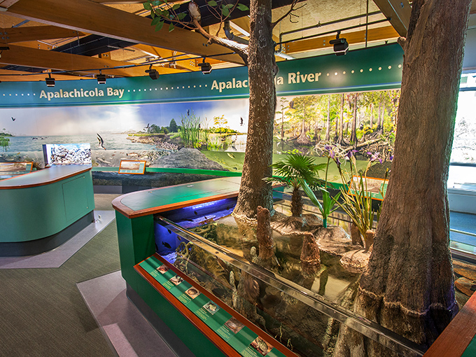 Inside the Apalachicola Research Reserve, where cypress knees rise from exhibits like nature's own docents telling Florida's aquatic story.