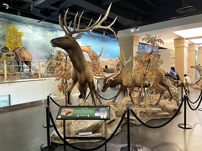 Nature's greatest hits on display at the Bean Life Science Museum. These elk aren't just impressive specimens – they're conversation starters with antlers bigger than my first apartment.
