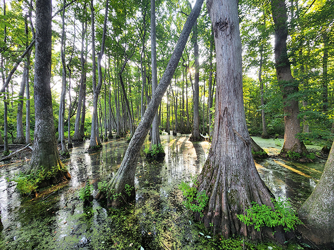 Cypress knees rise from mirror-like waters, creating a primeval landscape that feels like stepping into a scene from "Jurassic Park."