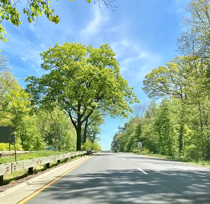 Summer on the Merritt offers its own magic&mdash;a green cathedral where sunlight filters through leaves like nature's stained glass.