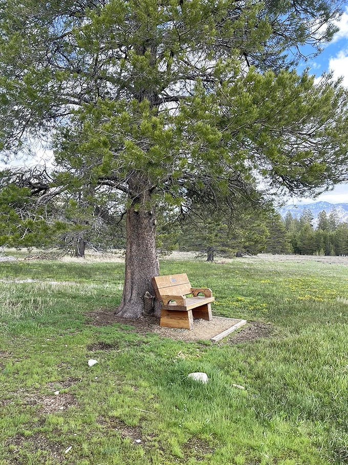 The world's most perfectly placed bench. Sit here with a sandwich and suddenly you're starring in your own nature documentary.