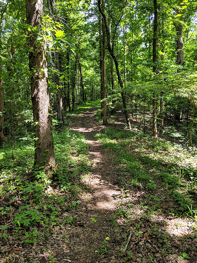 Nature's cathedral &ndash; sunlight filters through the canopy, creating a dappled path that practically begs for an afternoon stroll.