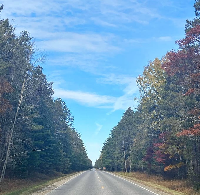 Fall's paintbrush transforms the Avenue of Pines into a masterpiece of color. The sky seems bluer when framed by nature's own cathedral ceiling.
