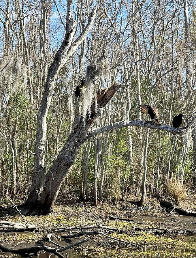Mother Nature's art gallery features these ghostly trees draped in Spanish moss, where birds perch like living ornaments on nature's Christmas tree.