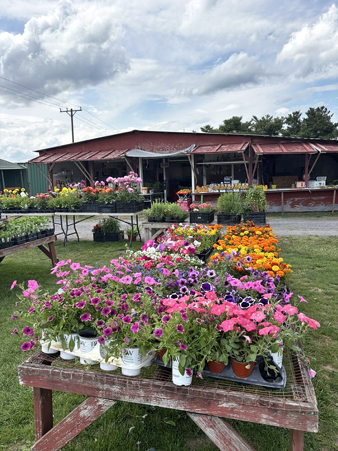 A kaleidoscope of petunias and marigolds transforms this corner into nature's color wheel. Your garden envy starts right here.
