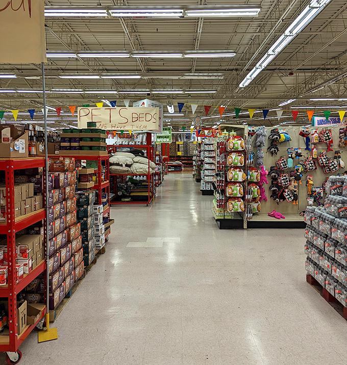 Treasure hunt aisles stretch before you like a discount wonderland. The pet beds section is just one corner of this bargain universe waiting to be explored.