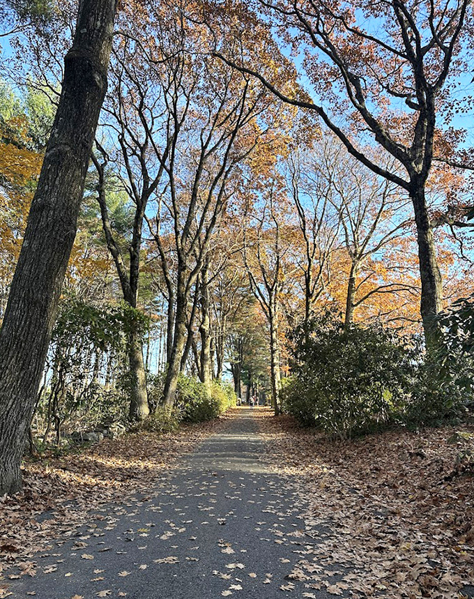 Nature's cathedral: autumn sunlight filters through maple branches, creating a stained-glass effect that would make even the most dedicated homebody reach for hiking boots.