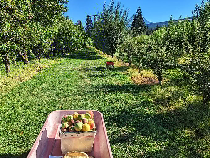 Orchard rows stretching toward the horizon &ndash; a fruit picker's paradise waiting to be explored.