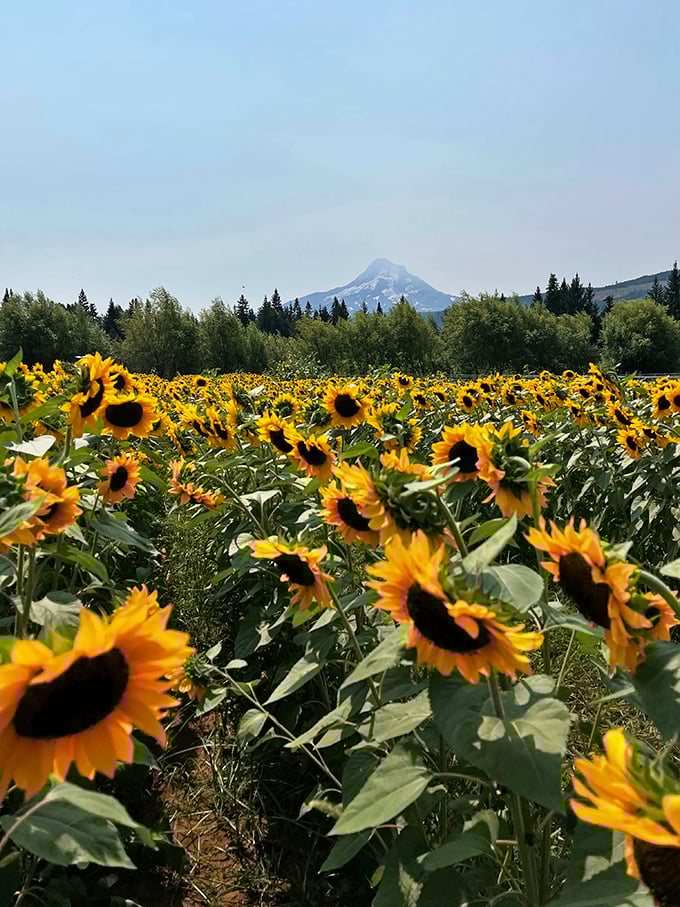 Mount Hood watches over these pear trees like a proud parent admiring its children.