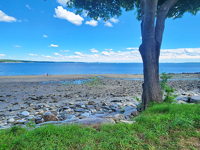 Nature's perfect canvas: Belfast's shoreline where Penobscot Bay stretches to the horizon, offering a daily masterpiece of blues and greens.