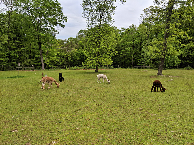 These alpacas are living their best retirement life, munching grass with the nonchalance of creatures who've never worried about property taxes.