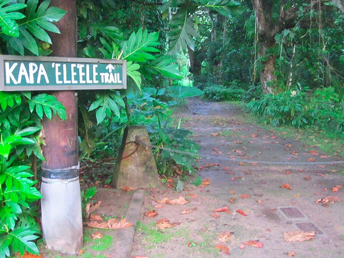 The Kapa 'Ele'Ele Trail beckons with promises of adventure. Nature's red carpet, minus the paparazzi, plus oxygen you can practically chew.