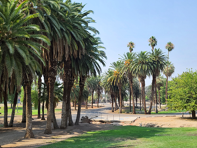 Palm trees stand like sentinels in Murray Park, offering shade that doesn't charge San Diego prices for its cooling services.