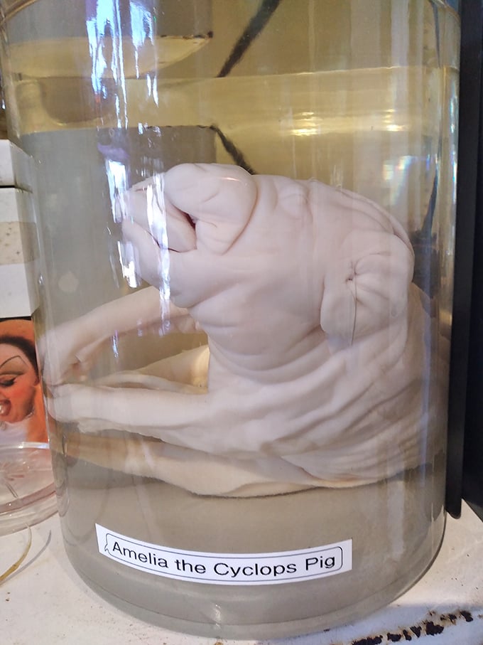Meet Amelia the Cyclops Pig, floating serenely in her preservation jar. Nature's occasional deviation from the blueprint has never been so fascinating.
