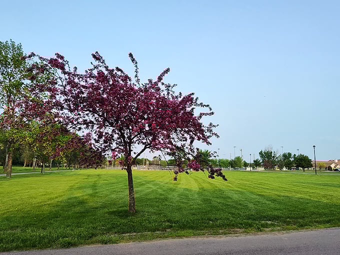 Pribyl Park's flowering trees burst with color, nature's fireworks display that doesn't require earplugs or frightened pets.