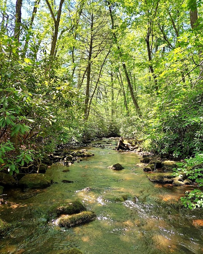 The creek's crystal clarity reveals every pebble beneath its surface. Mother Nature's version of high-definition streaming – pun absolutely intended.