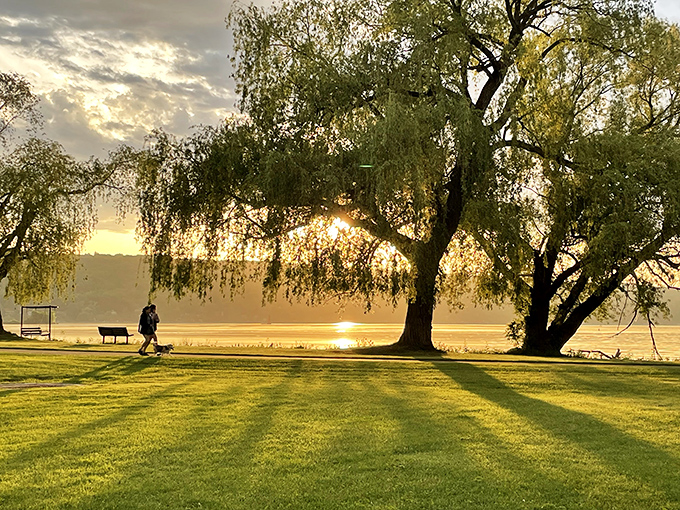 Golden hour at Stewart Park transforms ordinary lakeside trees into something worthy of a landscape painting you'd actually hang in your house.
