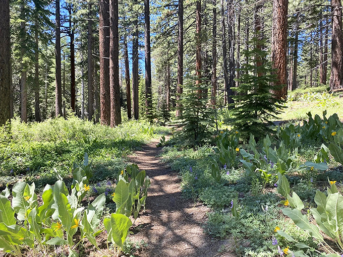 A trail flanked by corn lilies and wildflowers that makes even the most dedicated couch potato consider becoming a naturalist.